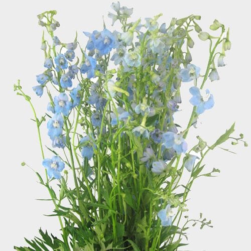Misty Blue Limonium in Bulk – Wholesale Statice Flowers