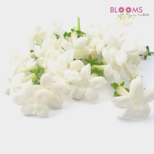 Stephanotis – White Orchid Flowers – Blooms by the Box