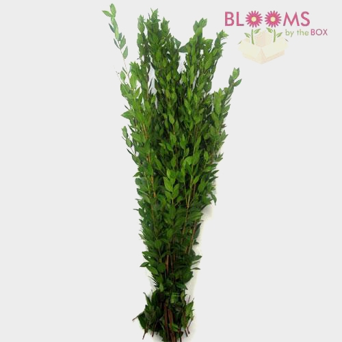 Myrtle Greens in Bulk – Wholesale Greenery and Fillers