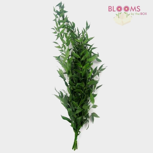 Italian Ruscus Green - Wholesale - Blooms By The Box