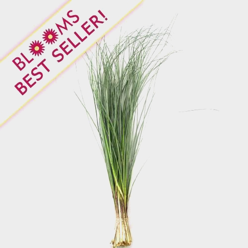 Bear Grass Greenery - Wholesale - Blooms By The Box