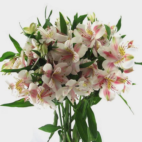 Wholesale White Alstroemeria Flower - Peruvian Lily, Lily of the Incas ...