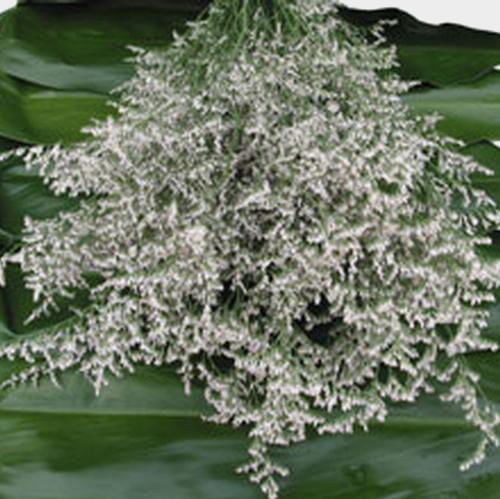 Misty Blue Limonium in Bulk – Wholesale Statice Flowers