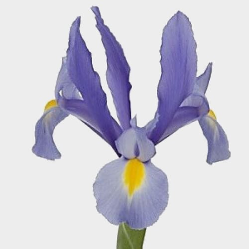 Misty Blue Limonium in Bulk – Wholesale Statice Flowers