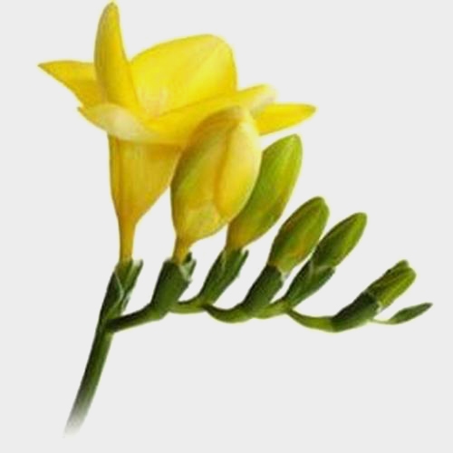 Yellow Freesia Flowers - Bloomsbythebox
