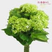 Wholesale Mini Green Hydrangea – Sold by the Stem