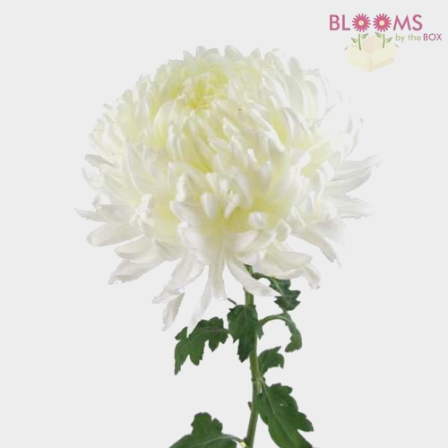 Cremon Mums Flower | Best Flower Site