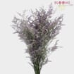 Misty Blue Limonium in Bulk – Wholesale Statice Flowers