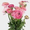 Pink Ranunculus - Wholesale - Blooms By The Box