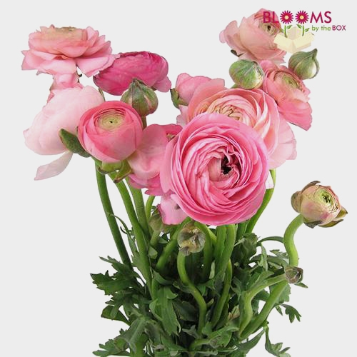Pink Ranunculus - Wholesale - Blooms By The Box