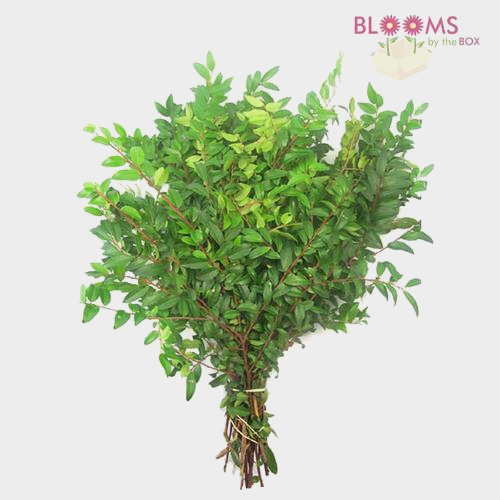 Huck Greenery - Huckleberry Filler Flowers Wholesale