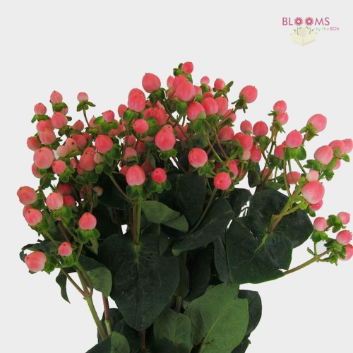 Buy Wholesale Pink Hypericum Flowers – Blooms by the Box