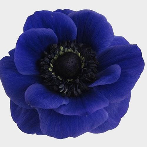 Misty Blue Limonium in Bulk – Wholesale Statice Flowers