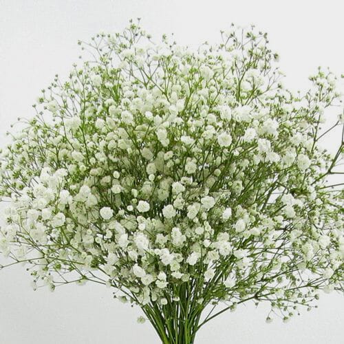 Misty Blue Limonium in Bulk – Wholesale Statice Flowers