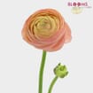 Wholesale Peach Ranunculus Flowers
